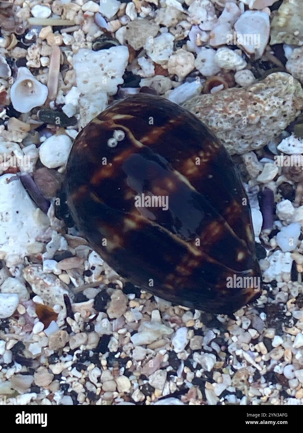 Humpback Cowry (Mauritia mauritiana Stock Photo - Alamy