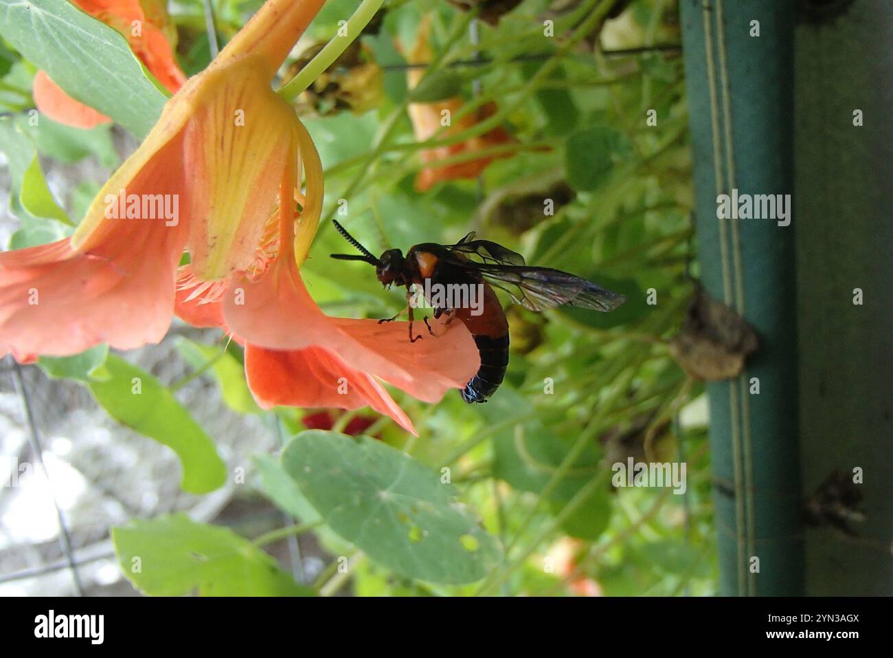 Cattle-poisoning sawfly (Lophyrotoma interrupta Stock Photo - Alamy