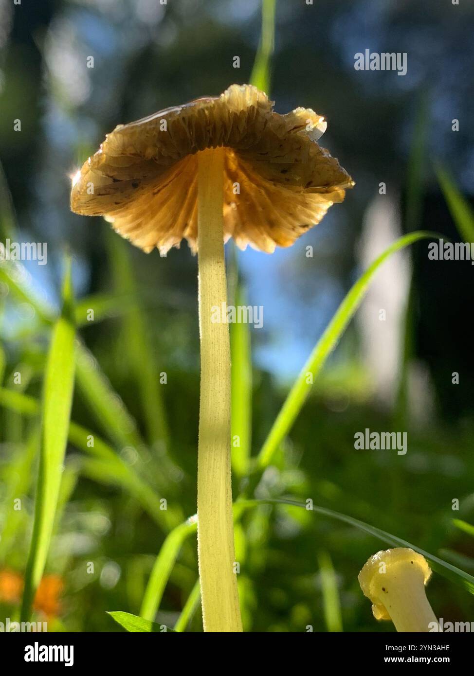 Yellow bolbitius hi-res stock photography and images - Alamy