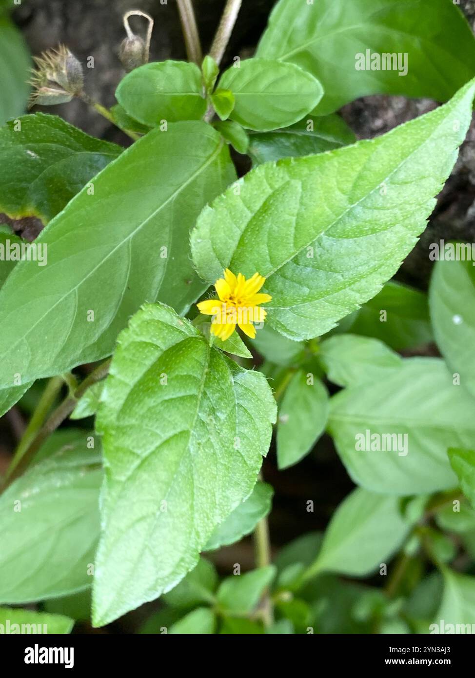 straggler daisy (Calyptocarpus vialis Stock Photo - Alamy