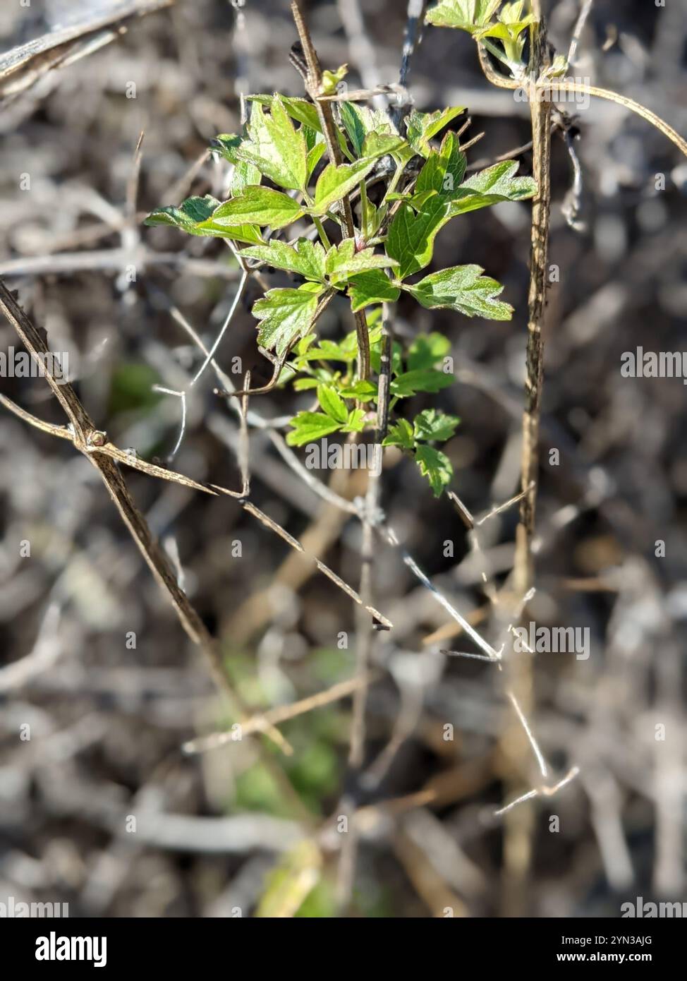Pipestem Clematis (Clematis lasiantha Stock Photo - Alamy