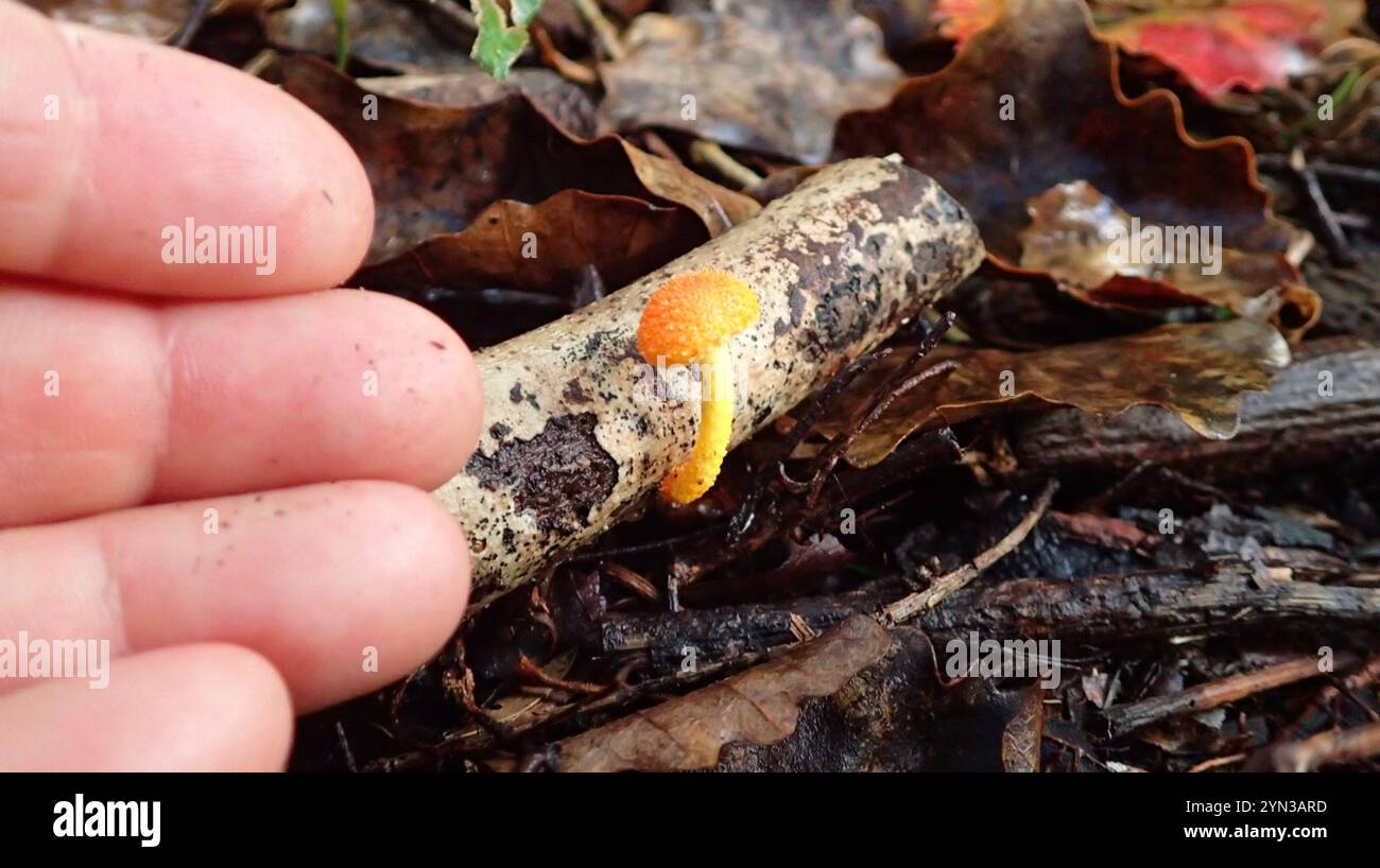 Golden-scruffy Collybia (Cyptotrama asprata Stock Photo - Alamy