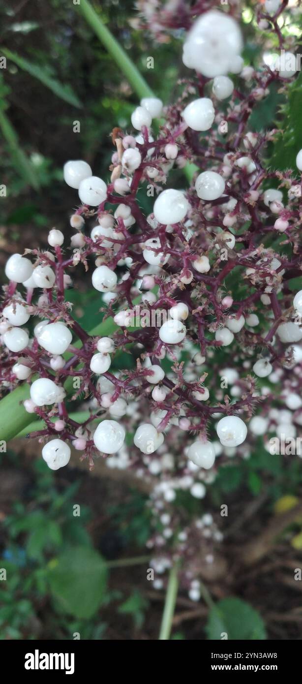 Scratchbush (Urera baccifera Stock Photo - Alamy
