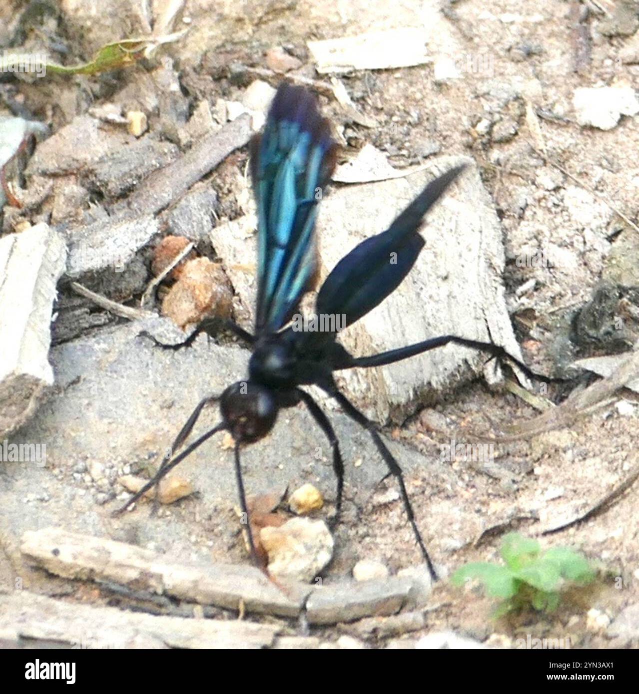 Spider Wasps (Pompilidae Stock Photo - Alamy