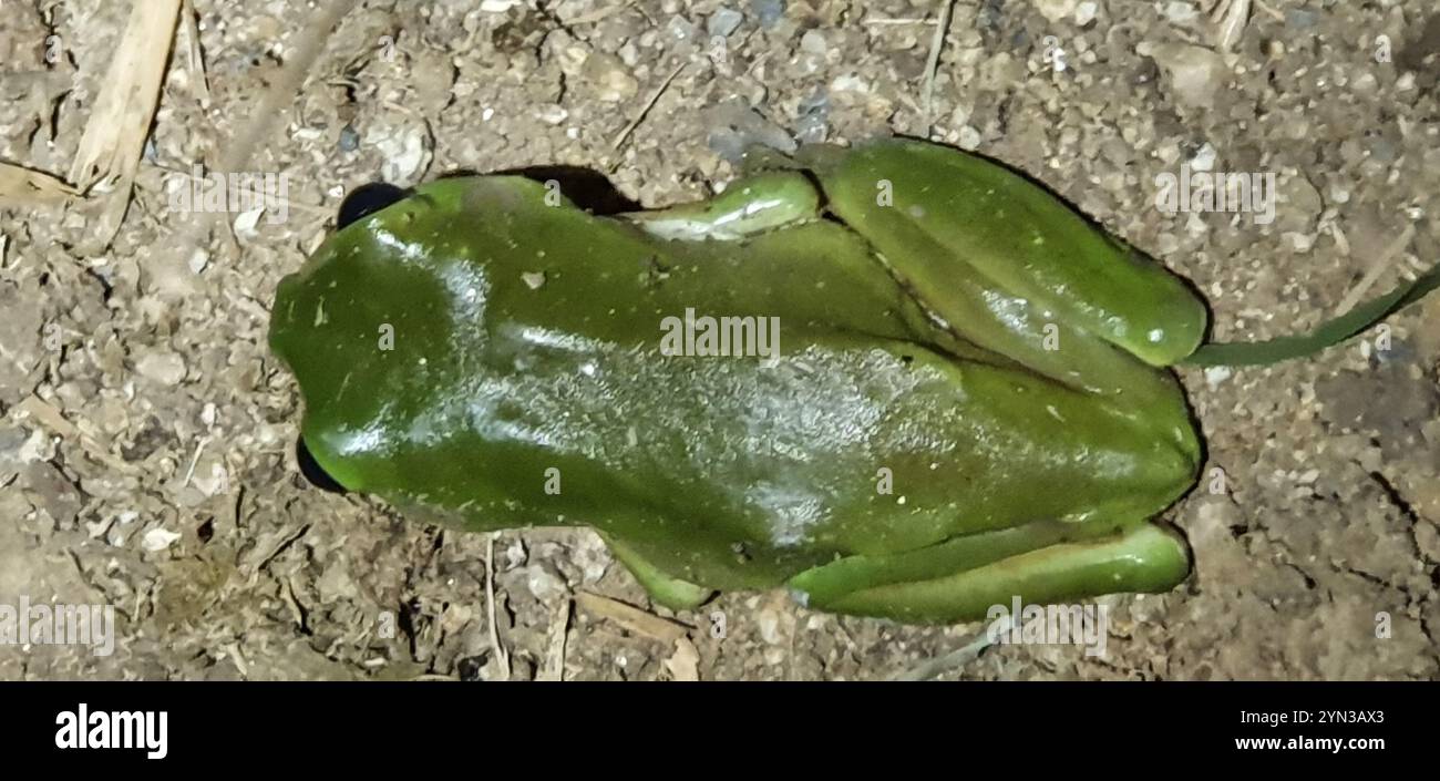 Australian Green Tree Frog (Ranoidea caerulea Stock Photo - Alamy