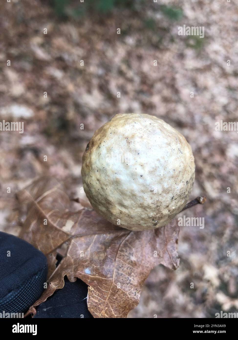 Spongy Oak Apple Gall Wasp (Amphibolips confluenta Stock Photo - Alamy
