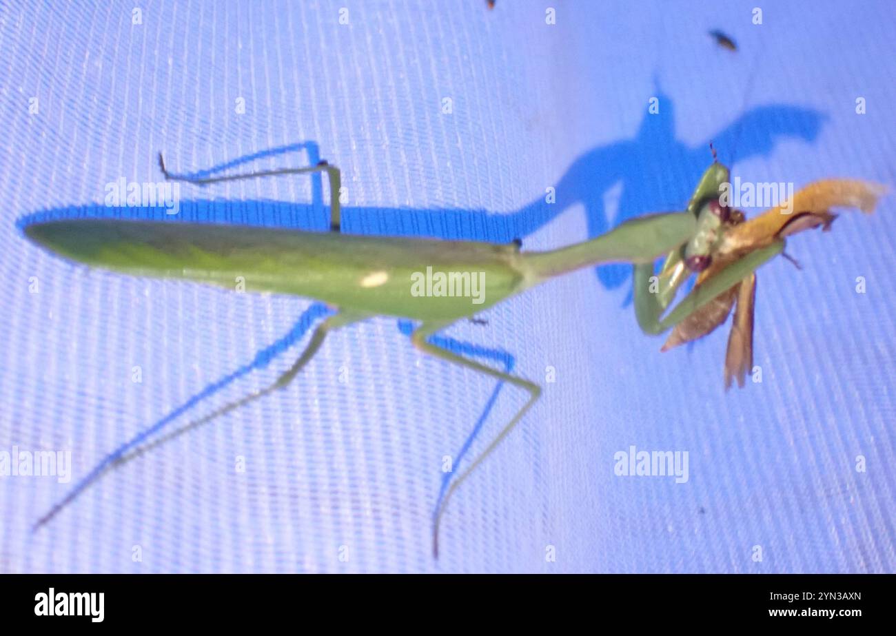 Large Green Praying Mantises (Sphodromantis Stock Photo - Alamy