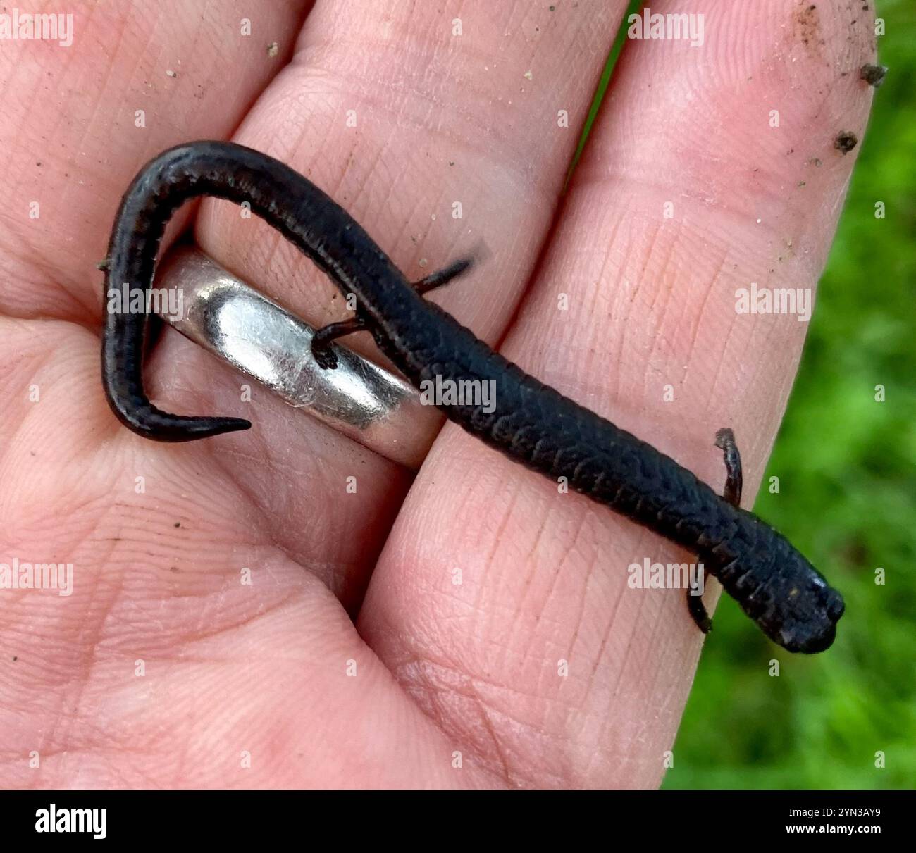 California Slender Salamander (Batrachoseps attenuatus Stock Photo - Alamy