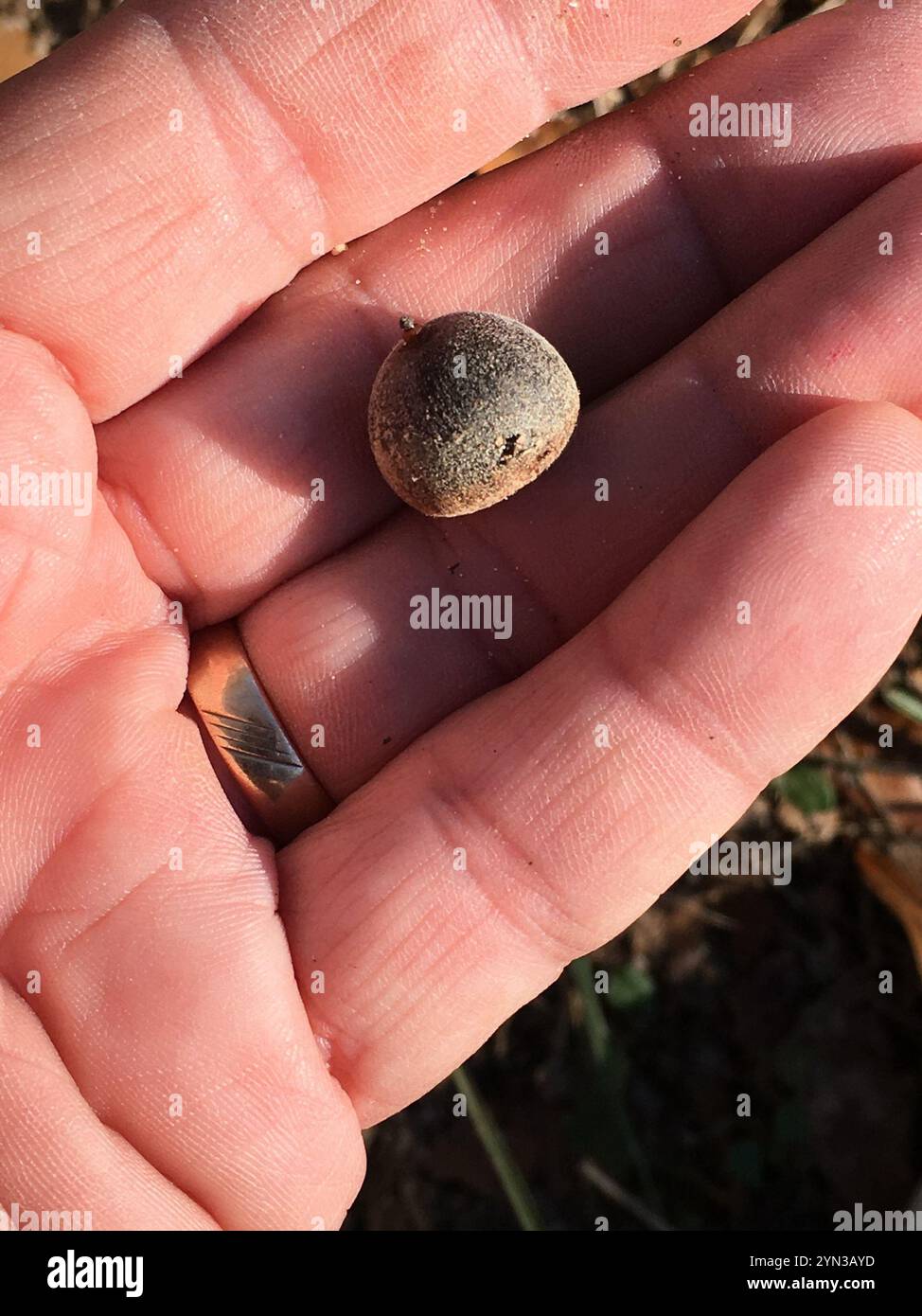 water oak (Quercus nigra Stock Photo - Alamy