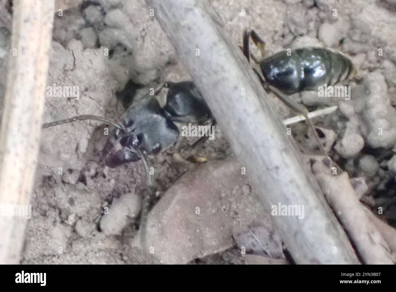 African stink ant (Paltothyreus tarsatus Stock Photo - Alamy