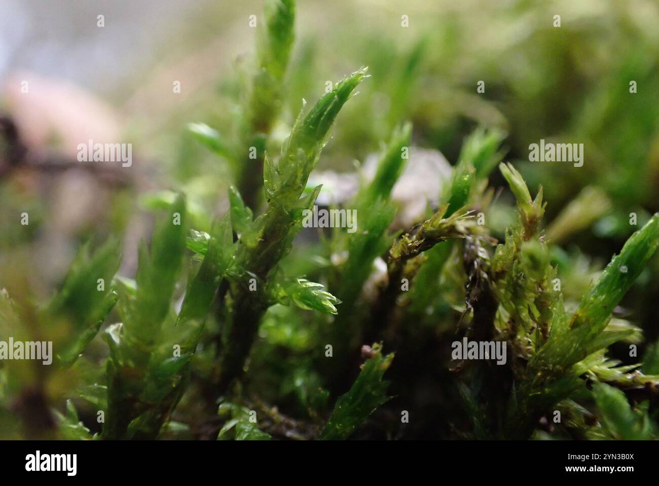 American Tree Moss (Climacium americanum Stock Photo - Alamy