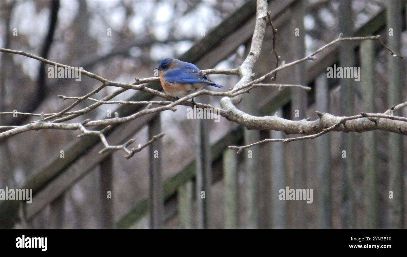 Eastern Bluebird (Sialia sialis Stock Photo - Alamy
