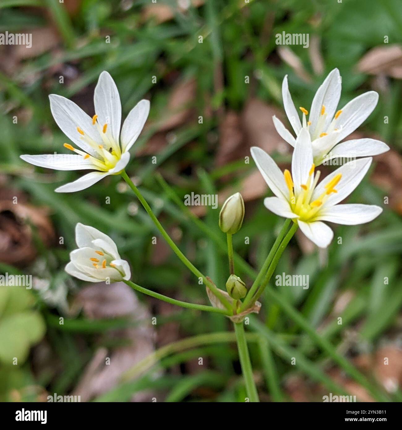 crowpoison (Nothoscordum bivalve Stock Photo - Alamy