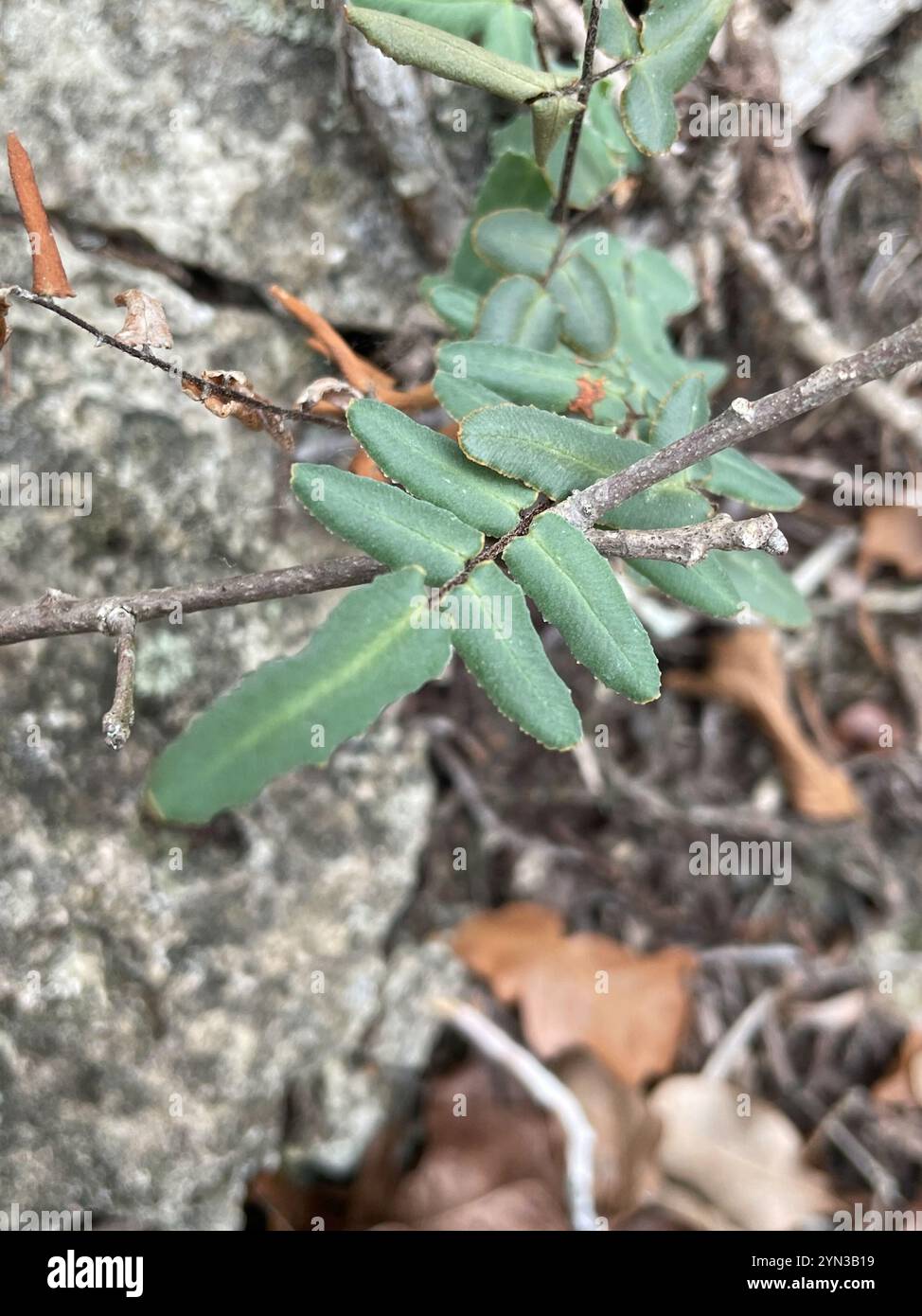 Pellaea atropurpurea hi-res stock photography and images - Alamy