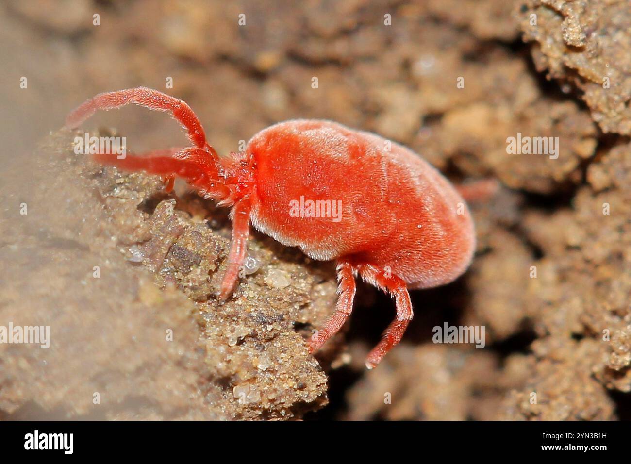 Sumo Mites (Allothrombium Stock Photo - Alamy