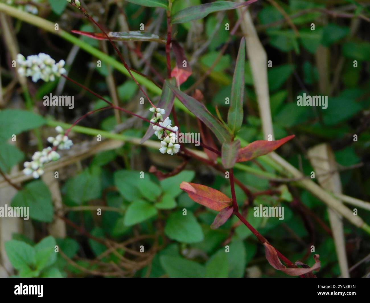 swamp smartweed (Persicaria hydropiperoides Stock Photo - Alamy
