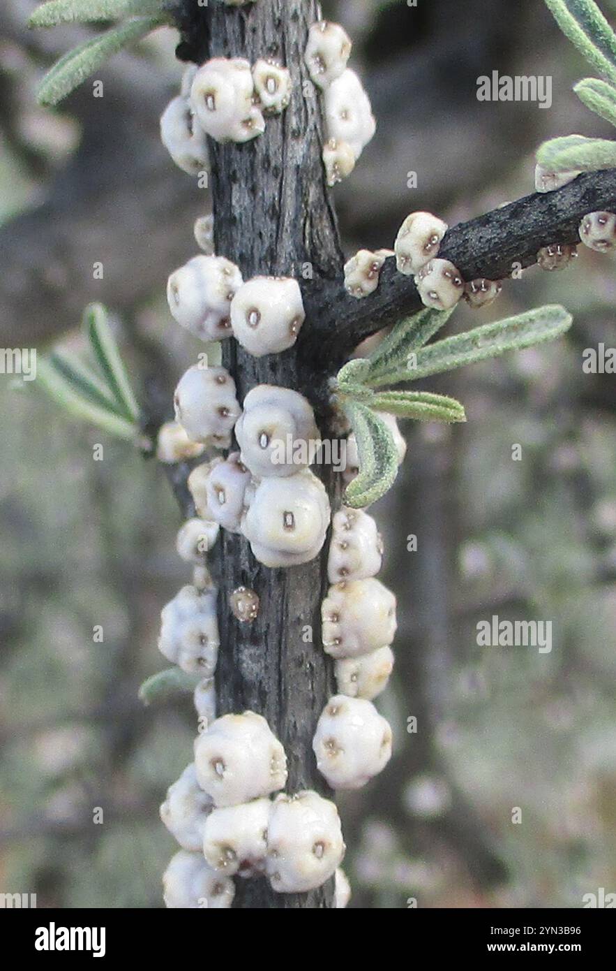 Wax Scales (Ceroplastes Stock Photo - Alamy