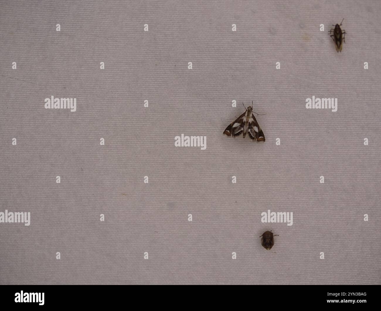 Imitable hi-res stock photography and images - Alamy