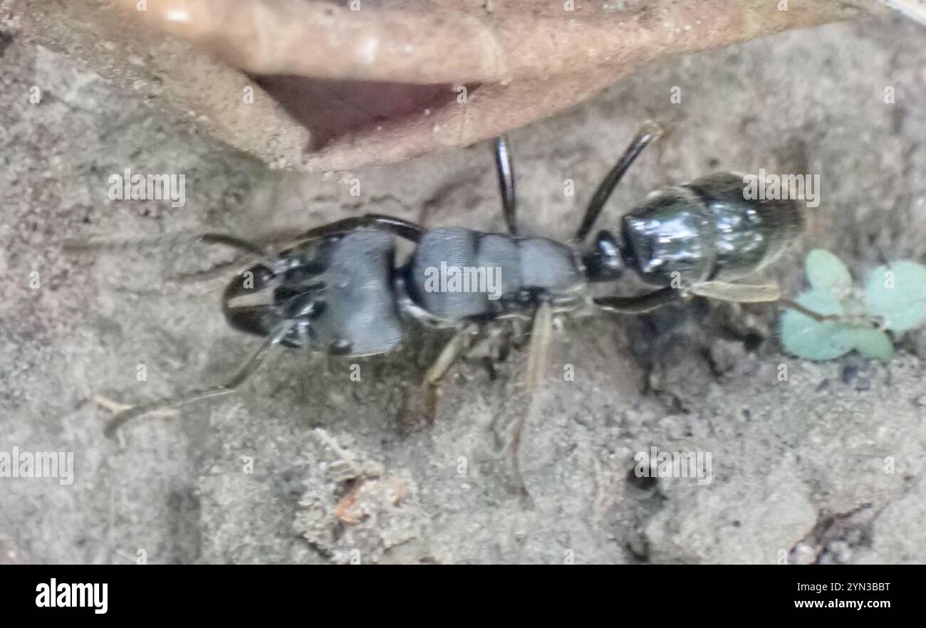 African stink ant (Paltothyreus tarsatus Stock Photo - Alamy