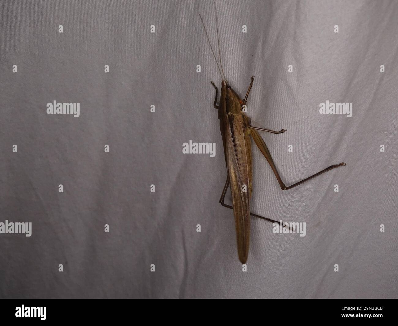 Common Coneheads (Neoconocephalus Stock Photo - Alamy