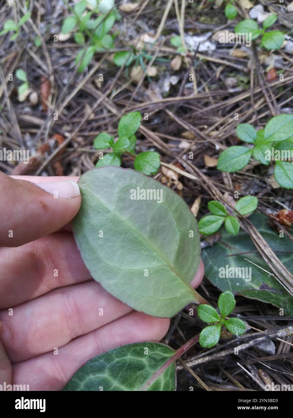 white-veined wintergreen (Pyrola picta Stock Photo - Alamy
