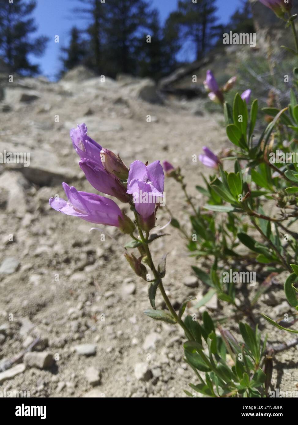 Bush Penstemon (Penstemon fruticosus Stock Photo - Alamy