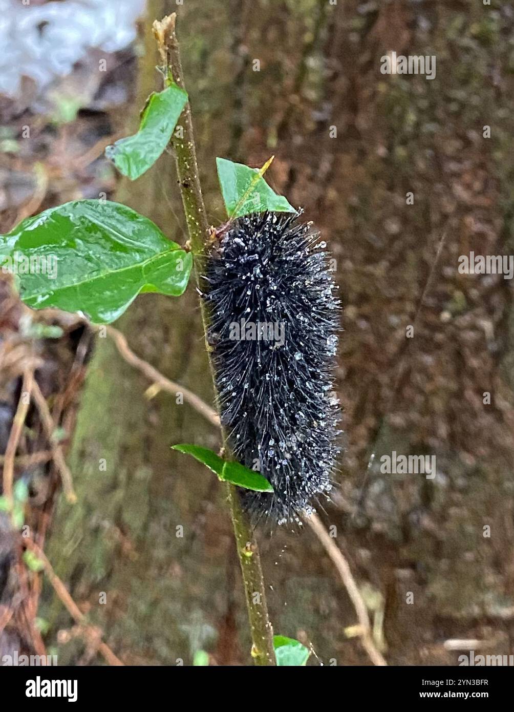 Giant Leopard Moth (Hypercompe scribonia Stock Photo - Alamy