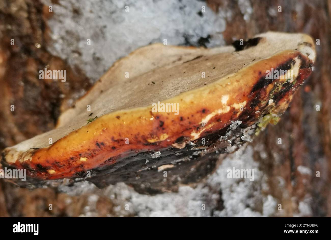 Red-banded Polypore (Fomitopsis pinicola Stock Photo - Alamy