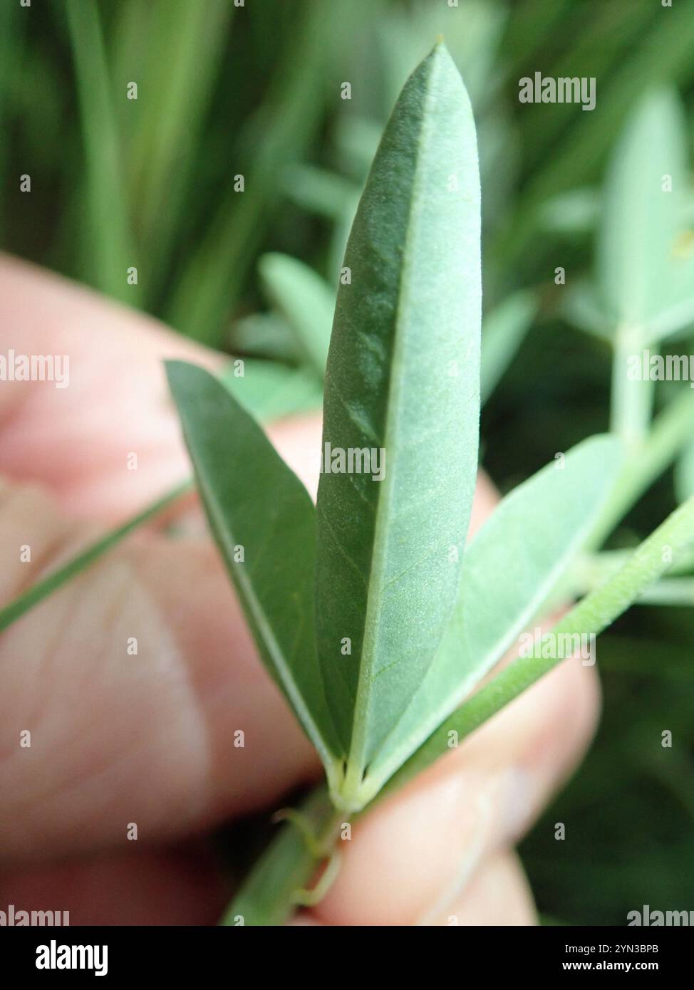 Round Pod Rattle Bush (Crotalaria globifera Stock Photo - Alamy