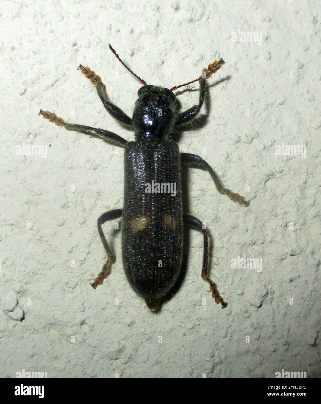 Checkered Beetles (Cleridae Stock Photo - Alamy