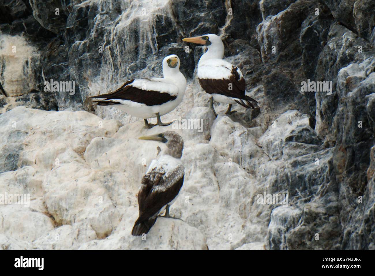 Masked Booby (Sula dactylatra Stock Photo - Alamy