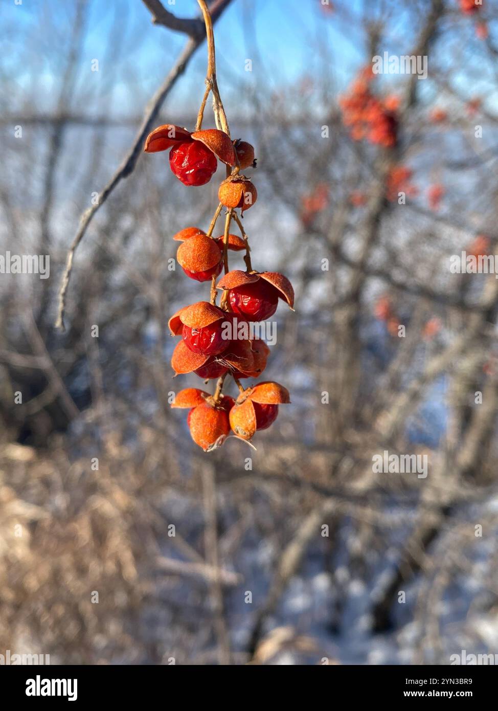 American bittersweet (Celastrus scandens Stock Photo - Alamy