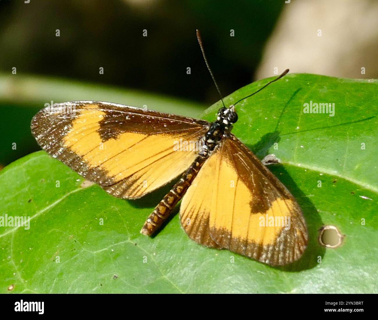 Alciope Acraea (Telchinia alciope Stock Photo - Alamy