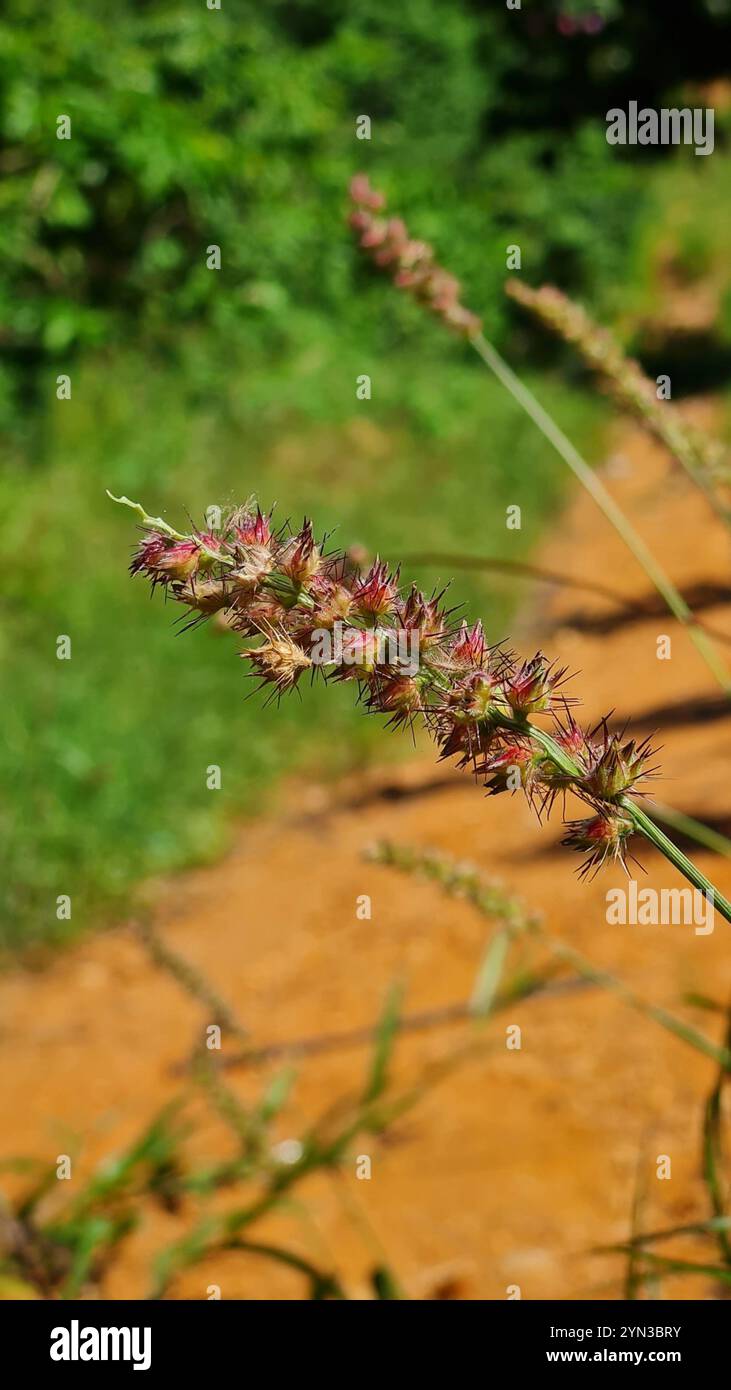 Southern Sandbur (Cenchrus echinatus Stock Photo - Alamy