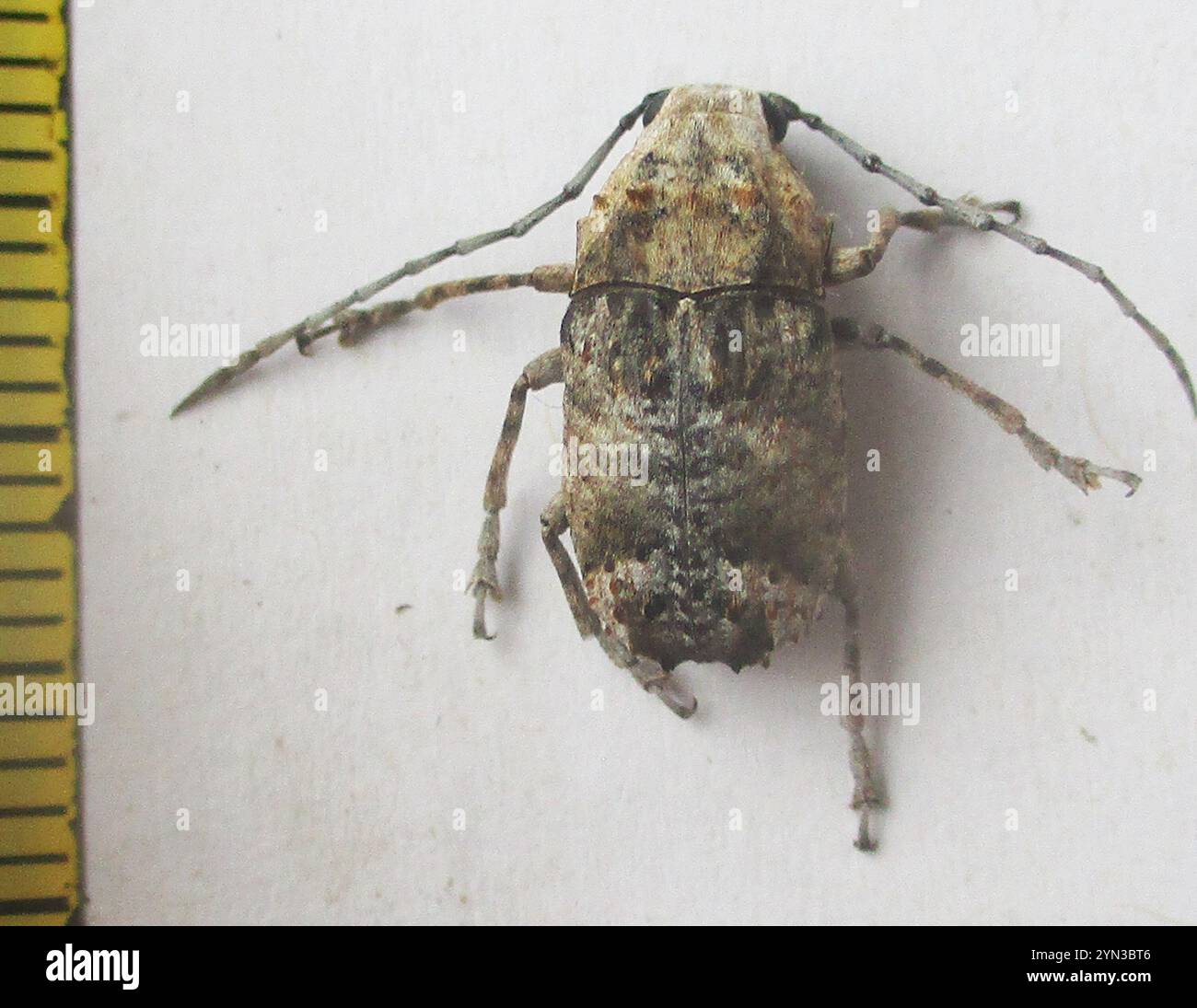 Fungus Weevils (Anthribidae Stock Photo - Alamy