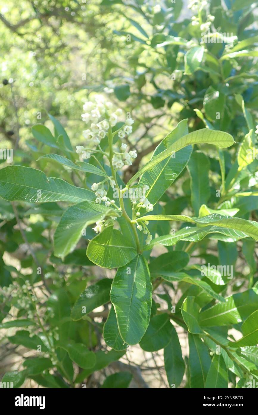 Currant Resintree (Ozoroa sphaerocarpa Stock Photo - Alamy