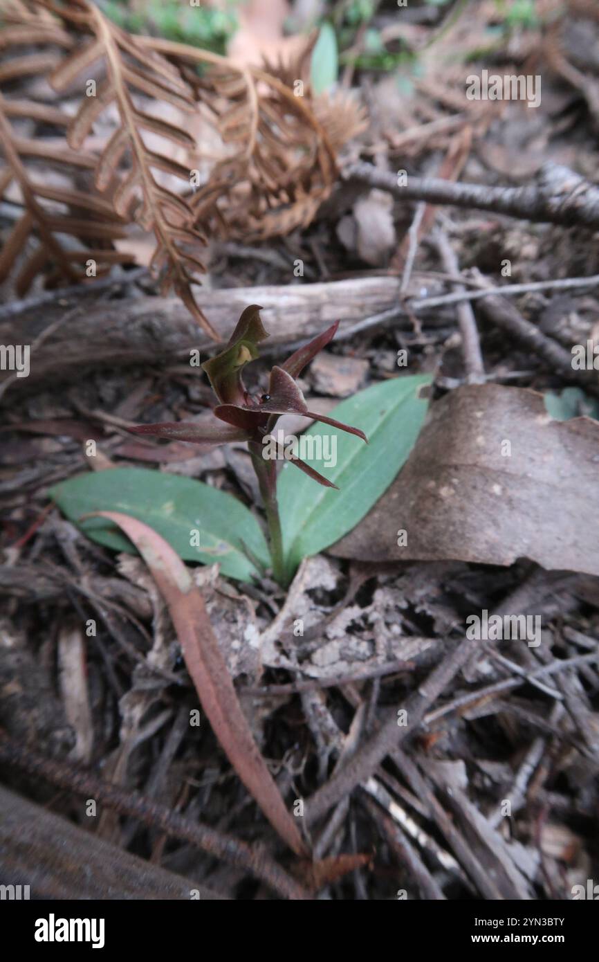 three-horned bird orchid (Chiloglottis triceratops Stock Photo - Alamy