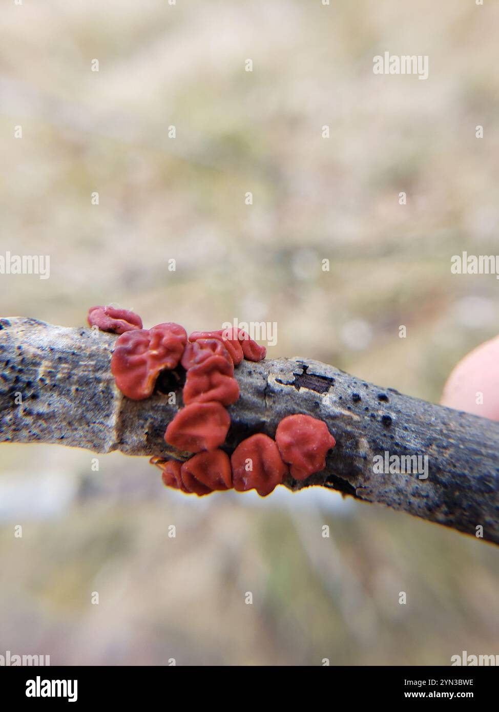 Red Tree Brain Fungus (Peniophora rufa Stock Photo - Alamy
