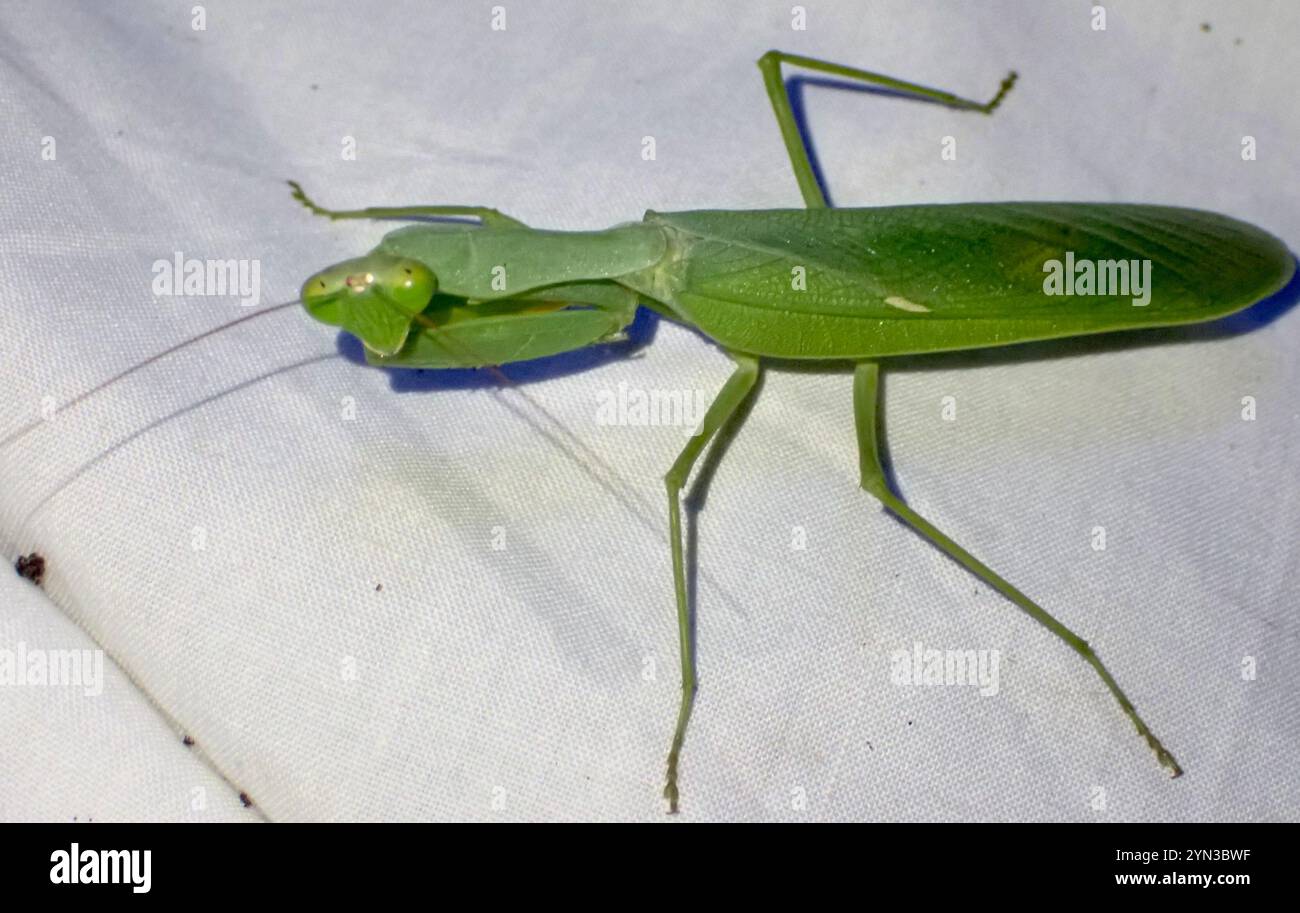 Large Green Praying Mantises (Sphodromantis Stock Photo - Alamy