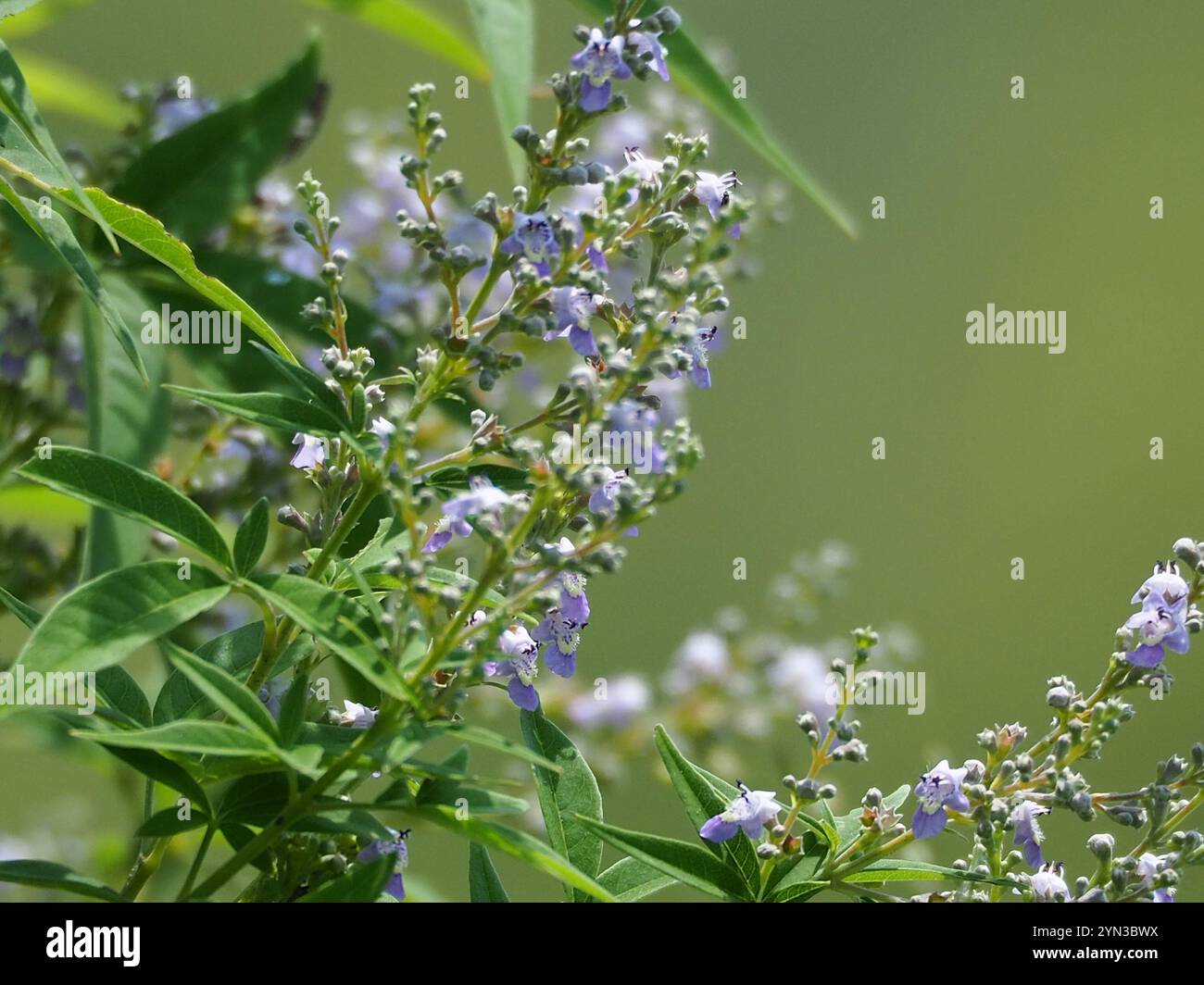 Five-leaved chaste tree (Vitex negundo Stock Photo - Alamy