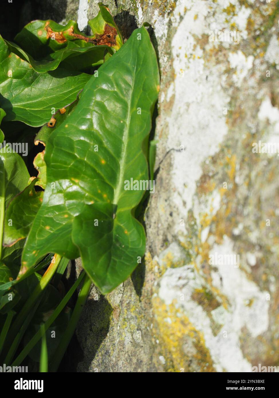 Italian arum (Arum italicum Stock Photo - Alamy