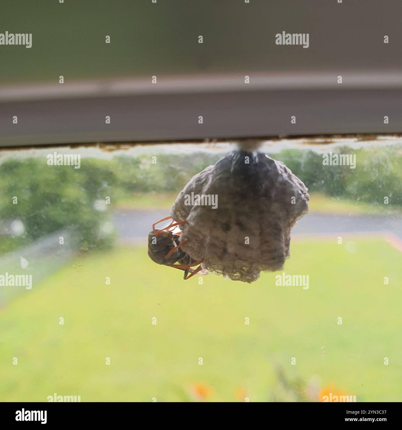 Australian Paper Wasp (Polistes humilis Stock Photo - Alamy