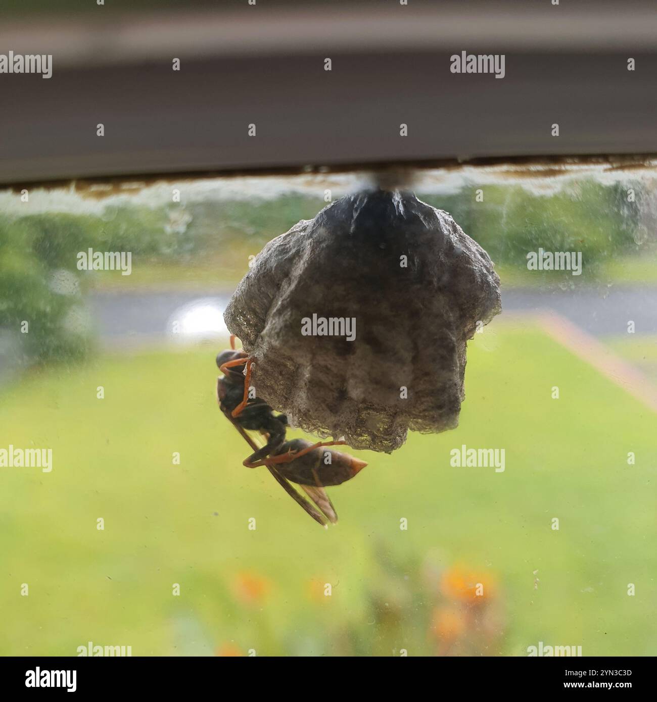 Australian Paper Wasp (Polistes humilis Stock Photo - Alamy