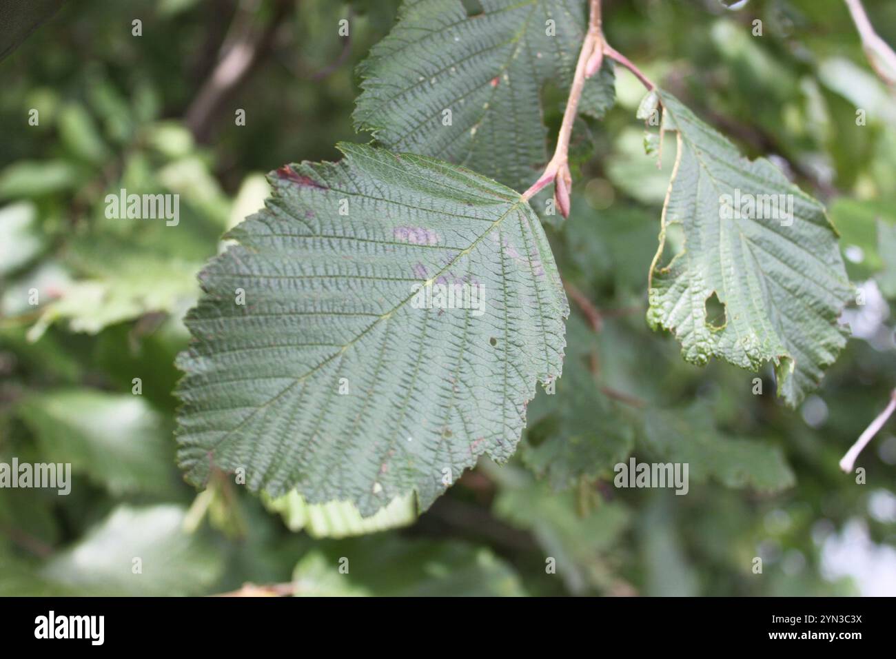 swamp alder (Alnus incana rugosa Stock Photo - Alamy