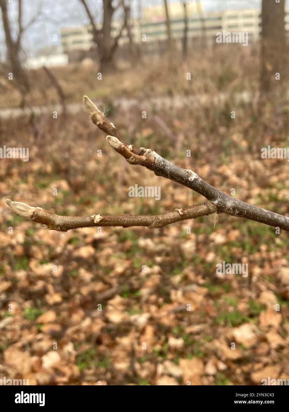 Butternut (Juglans cinerea Stock Photo - Alamy