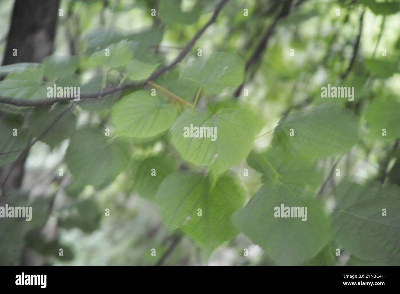 Small-leaved Lime (Tilia cordata Stock Photo - Alamy