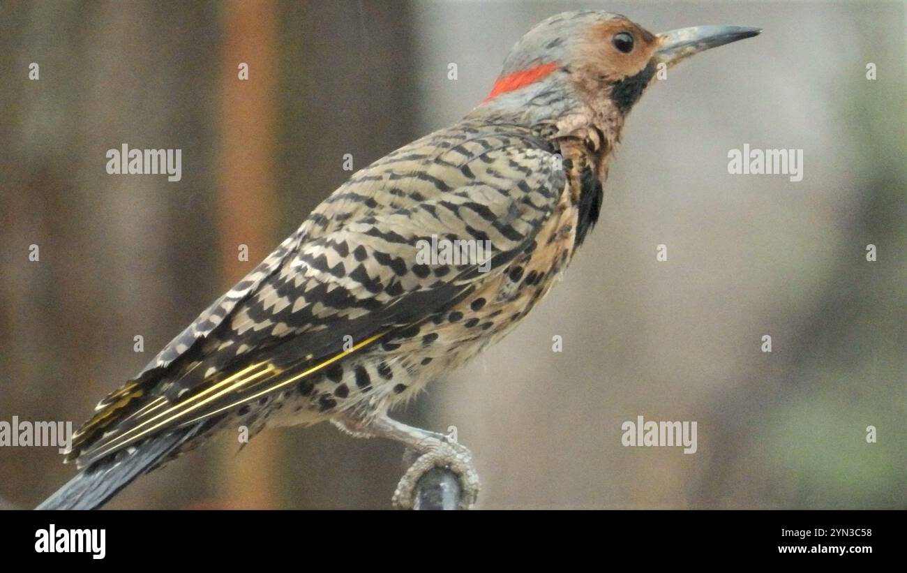 Northern Flicker (Colaptes auratus Stock Photo - Alamy