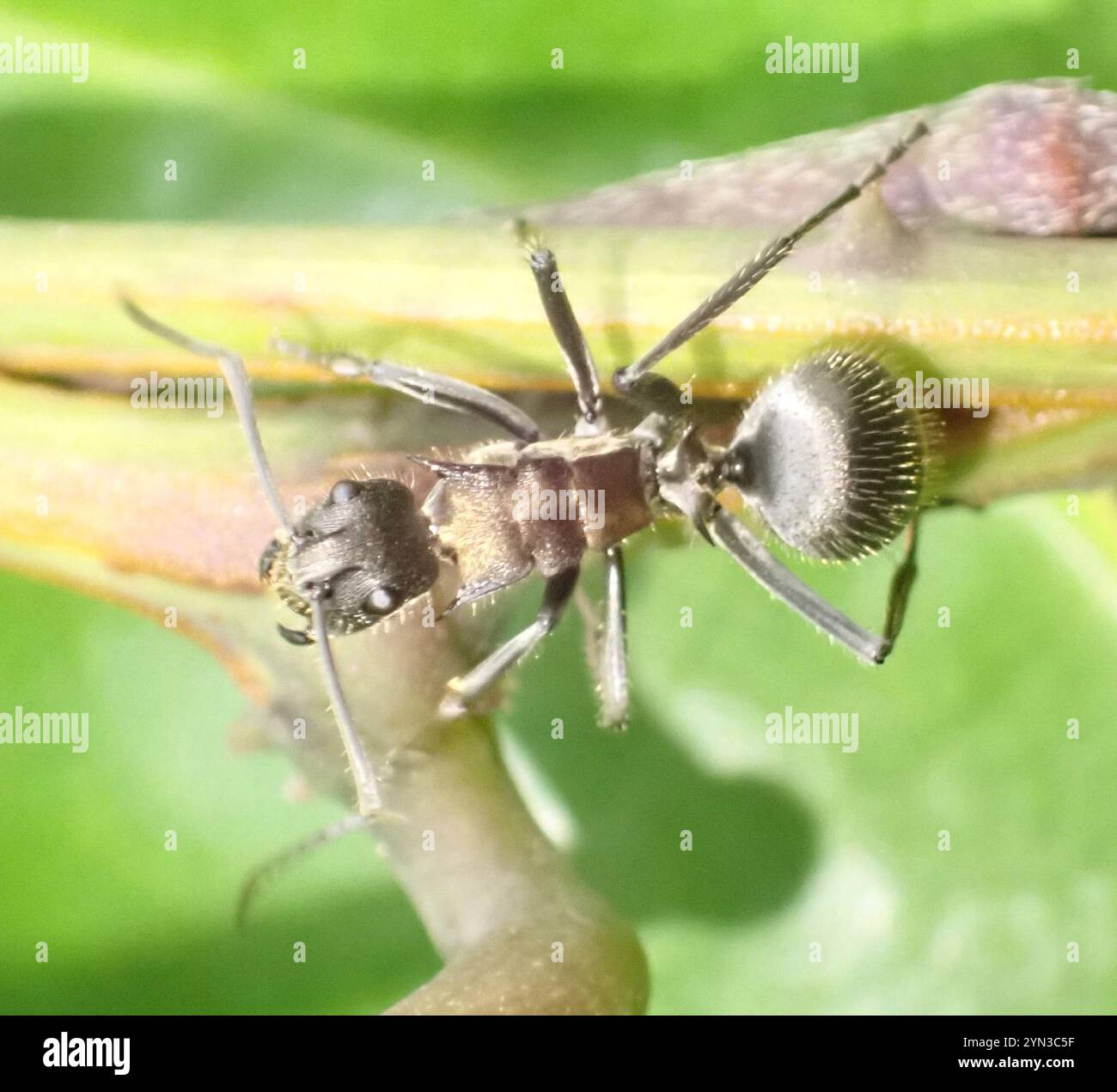 Warlike Spiny Sugar ant (Polyrhachis militaris Stock Photo - Alamy
