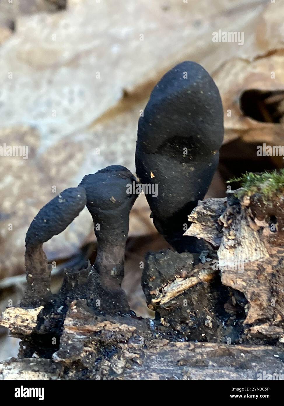 dead man's fingers (Xylaria polymorpha Stock Photo - Alamy