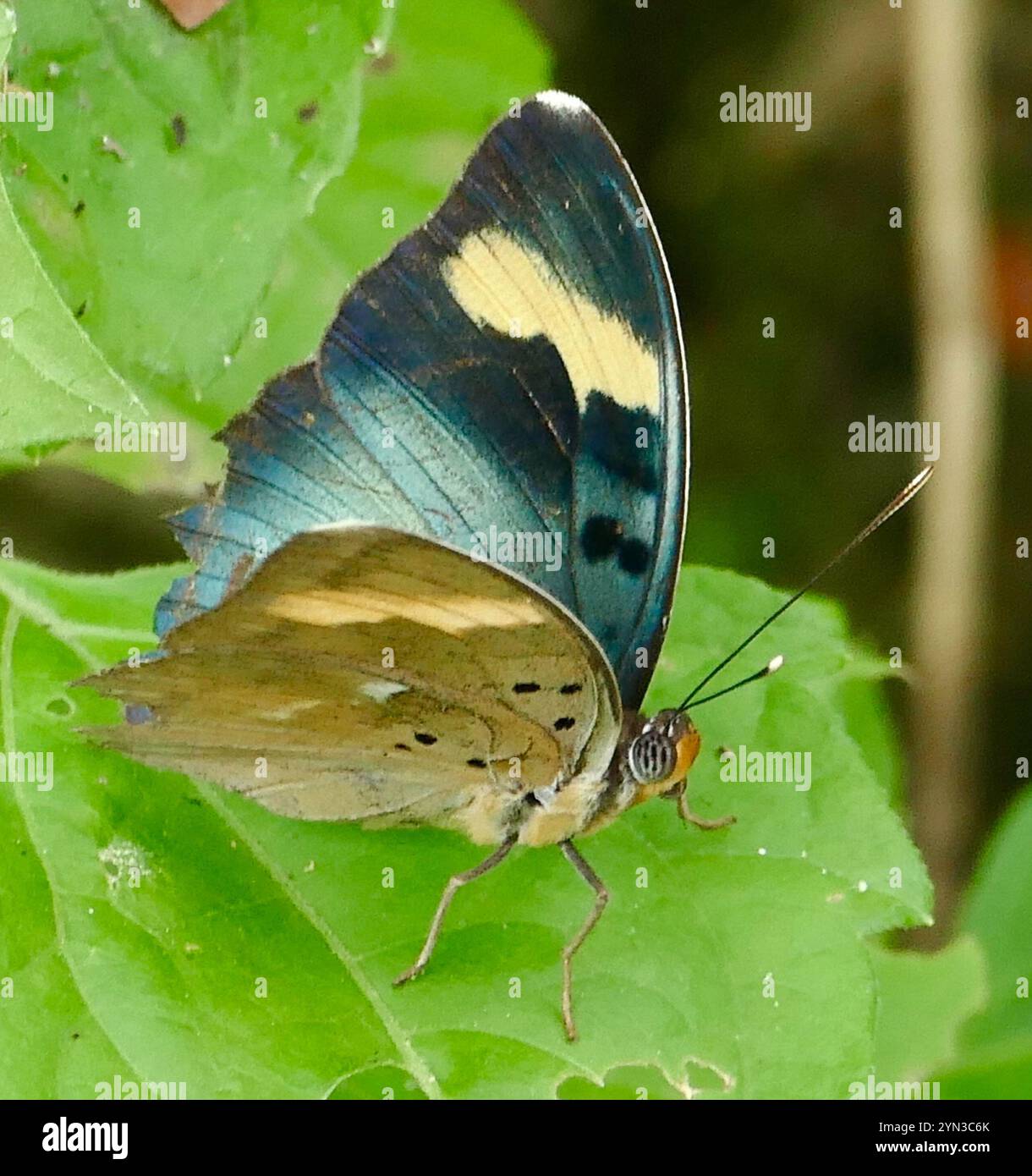 Widespread Forester (Euphaedra medon medon Stock Photo - Alamy